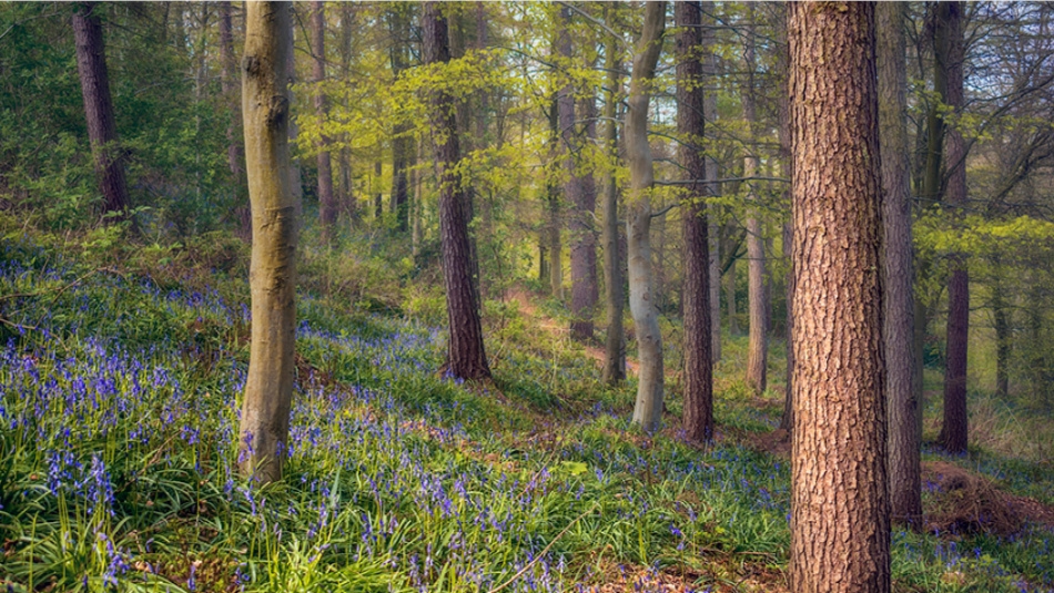 Castle Eden Dene National Nature Reserve - Northern Saints