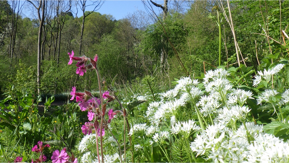 Castle Eden Dene National Nature Reserve - Northern Saints