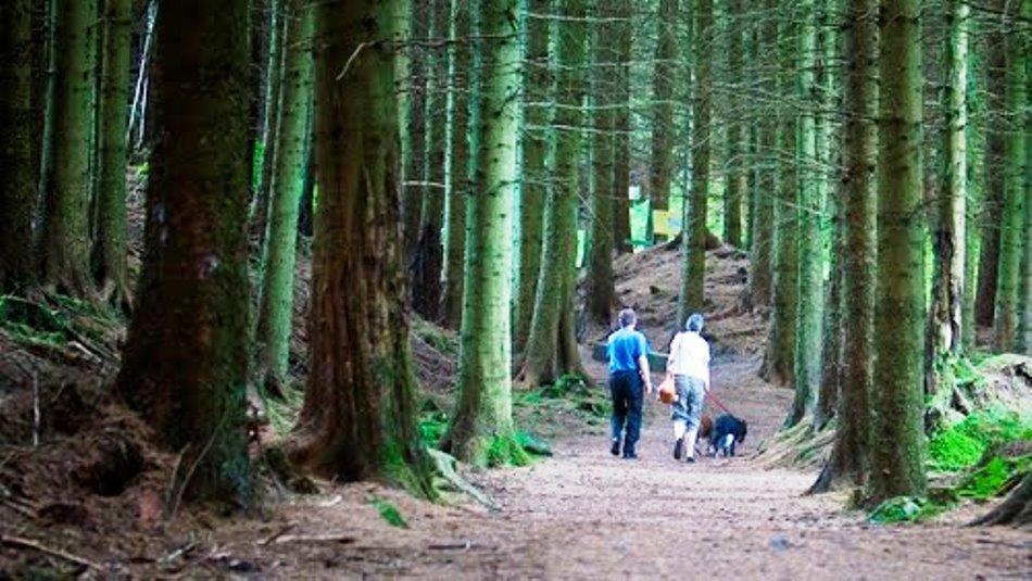 Killhope Woodland Walks - This is Durham